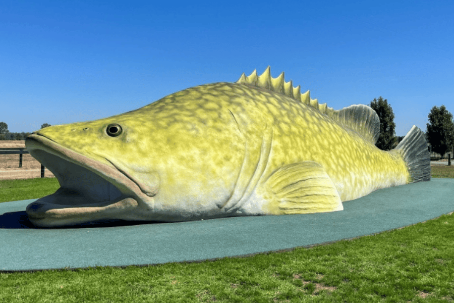 Eyes of cod watch over fish hatchery | News and articles | Department of Jobs, Skills, Industry ...